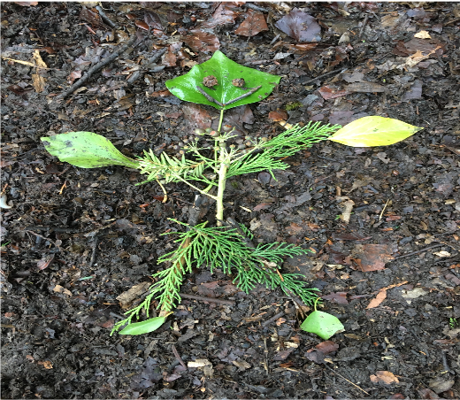 leaf man – Nurturing Wild